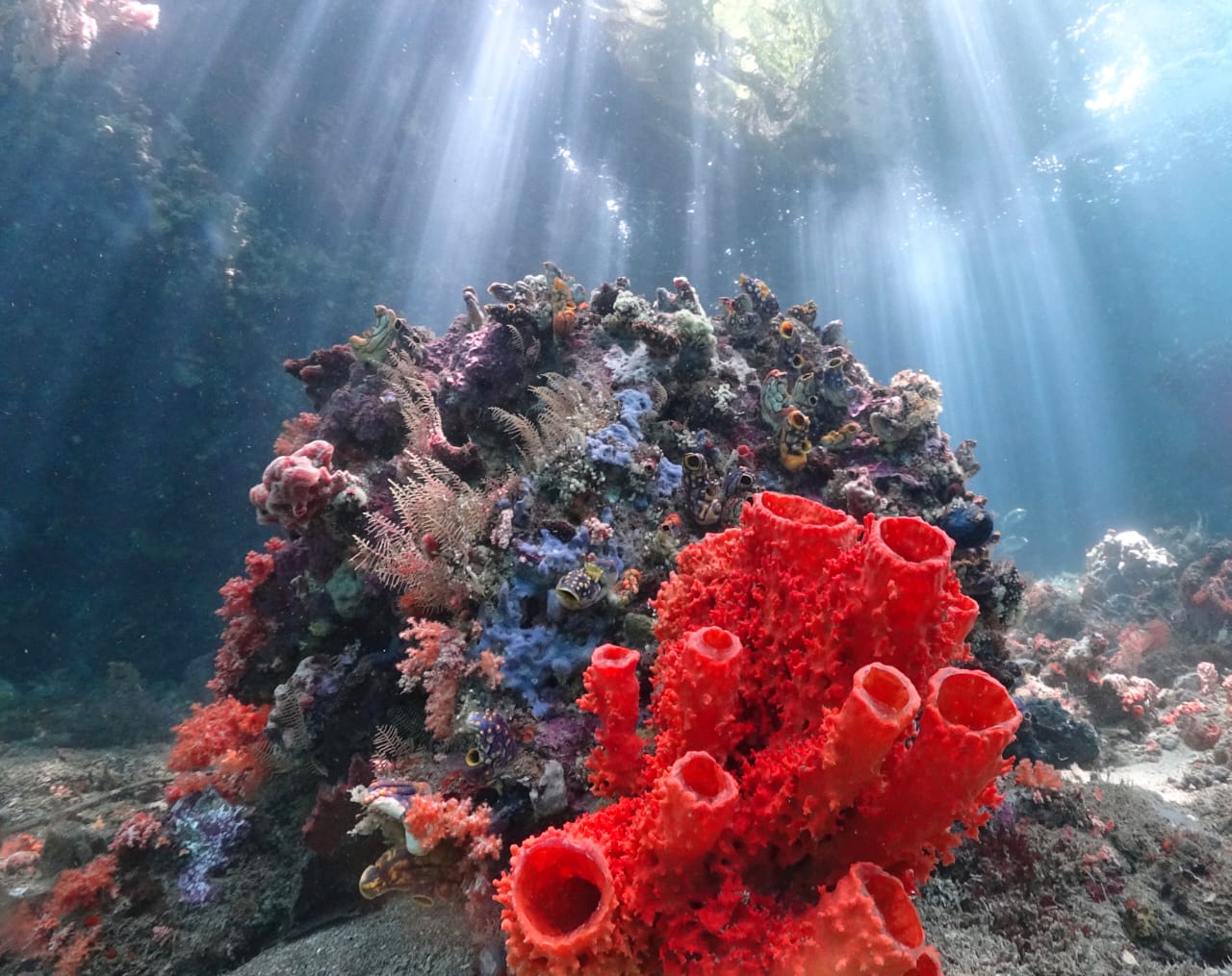 Raja Ampats Unrivaled Splendor - Lacadives - Lacadives